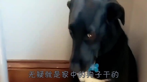 狗狗散步间突显调皮,主人巧妙应对躺地不动,意外情景令人捧腹大笑