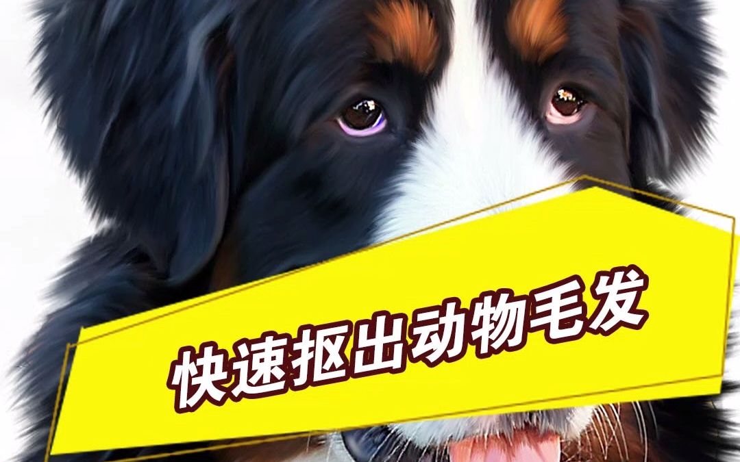 PS技巧——快速抠出动物毛发