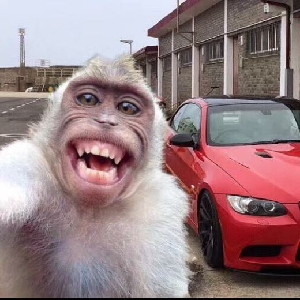 胖丁的苦茶籽焦年 