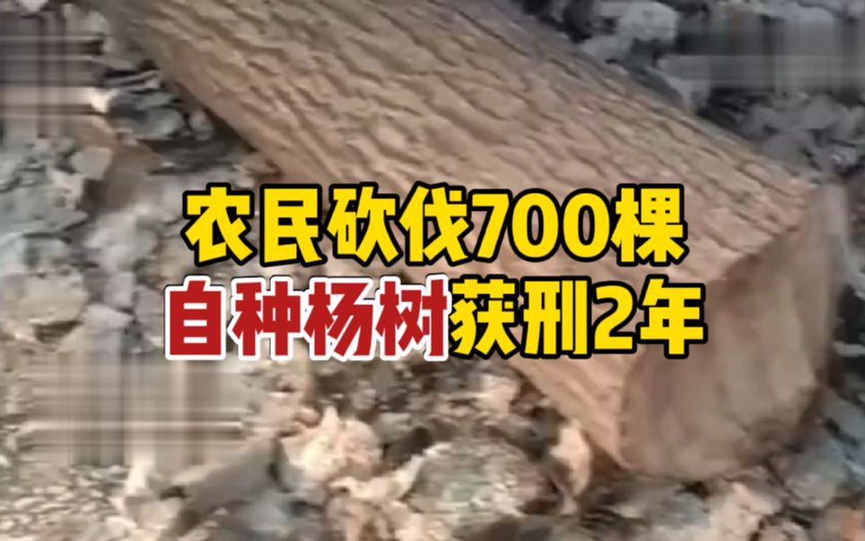 农民砍伐700棵自种杨树获刑2年 检方:无证砍自己的树也违法!