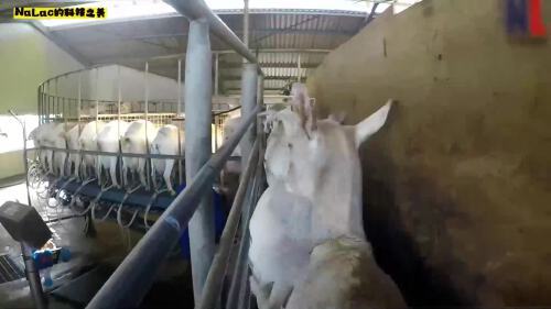 震撼的现代化养殖工厂,科学管理机器投喂,这场面多少人第一次见