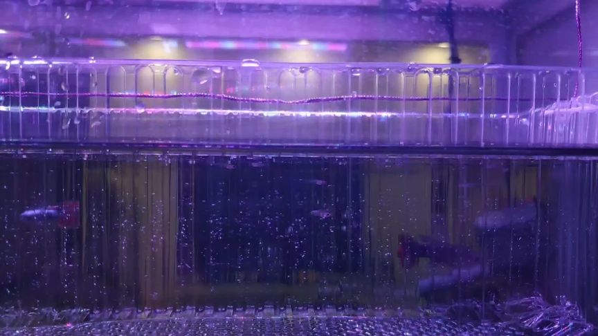 如何做鱼缸隔离盒?这里我推荐自制免费的。