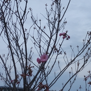 柛梓小公子 