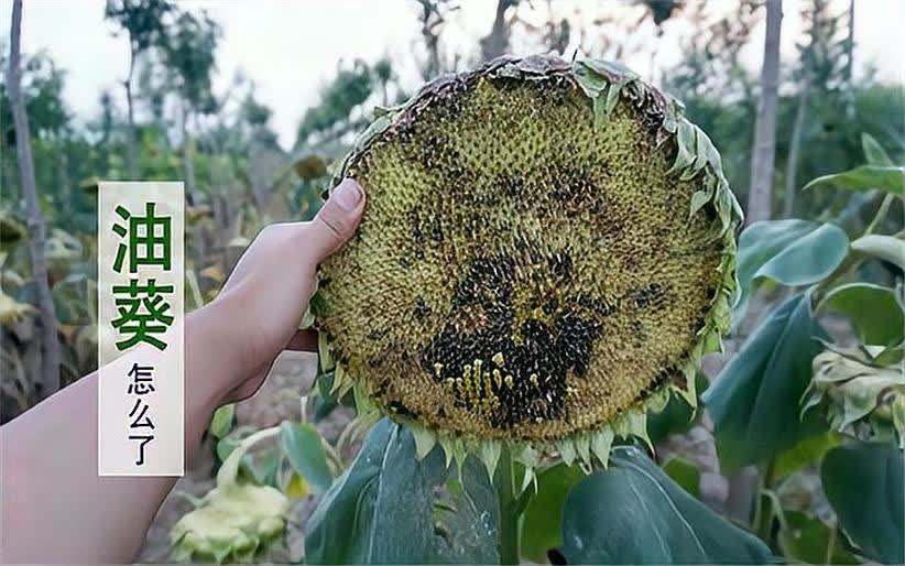 农村常见"向日葵"作用不小啊,关键在根上,了解下吧