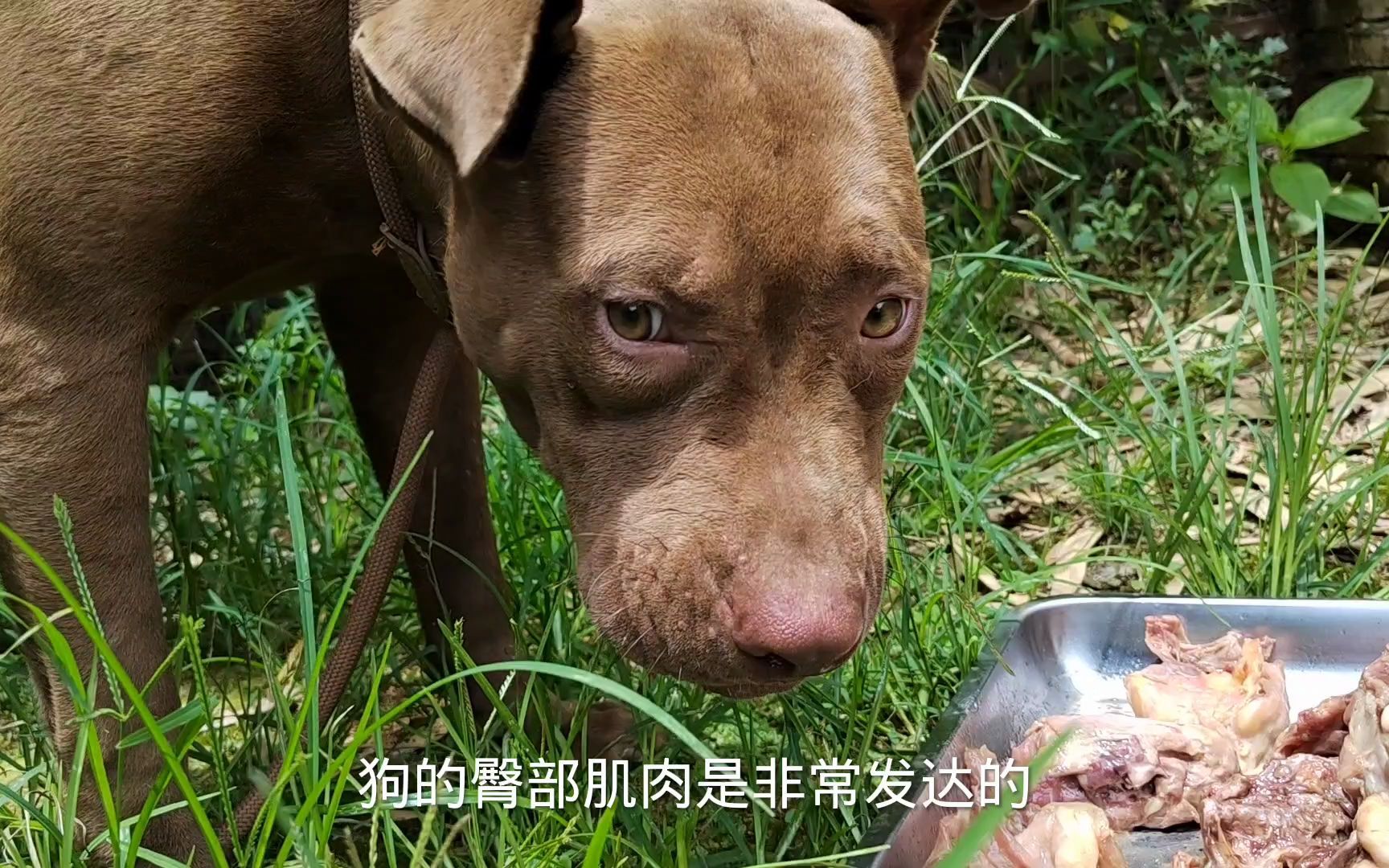 如何正确打狗,这些部位不能打,会出出意外