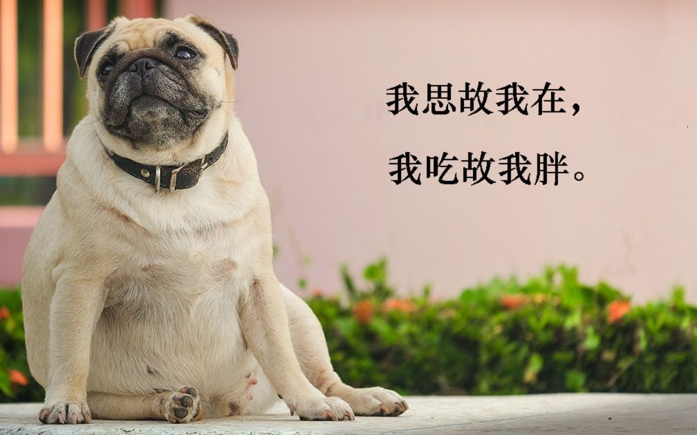 犬猫BCS体况评分