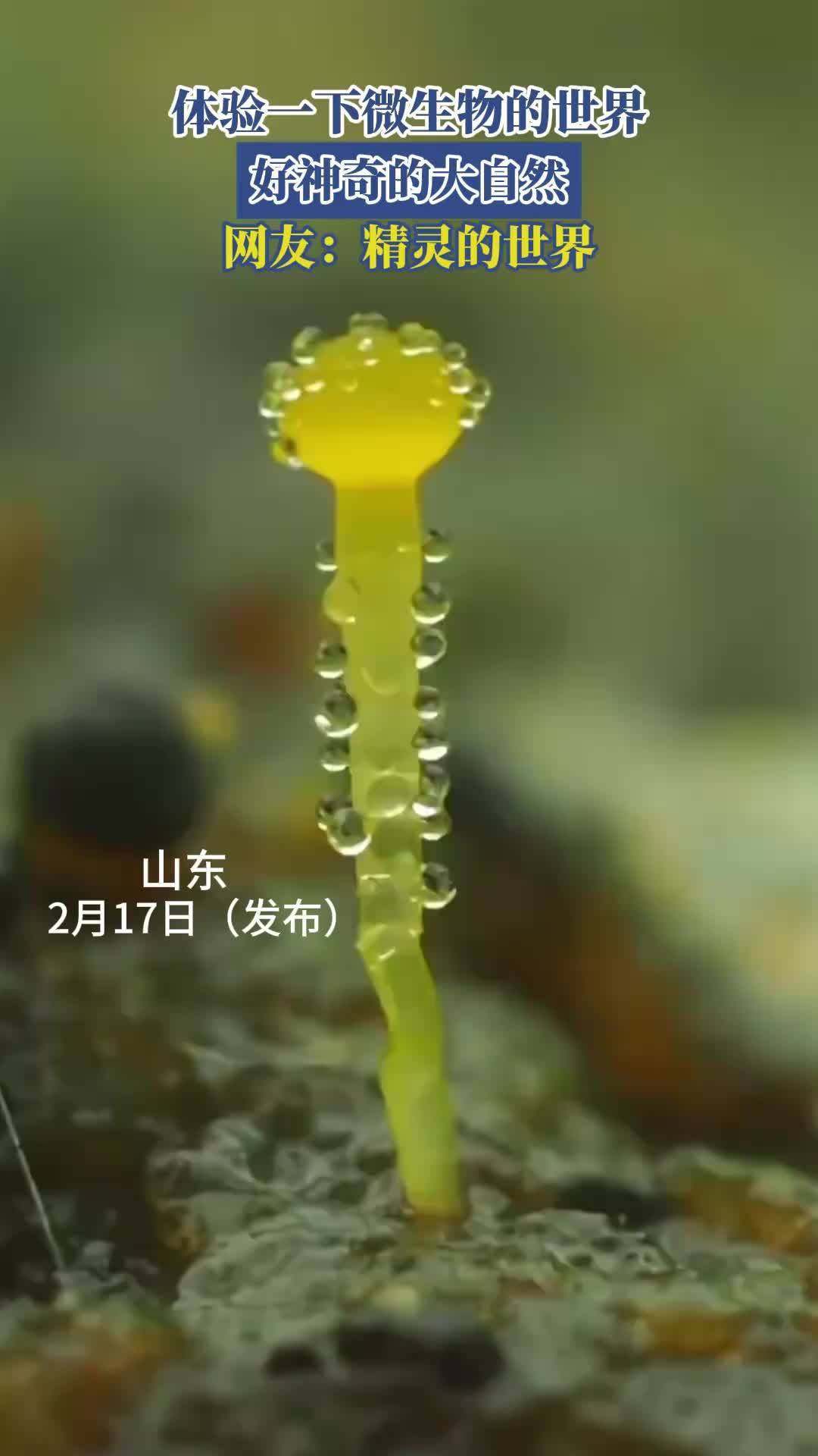 体验一下微生物的世界,好神奇的大自然,网友:精灵的世界