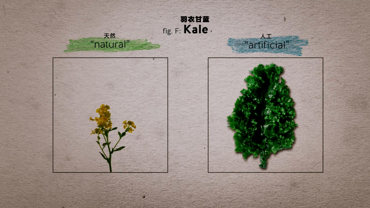什么技术拯救了夏威夷的木瓜产业?转基因作物都是魔鬼吗?