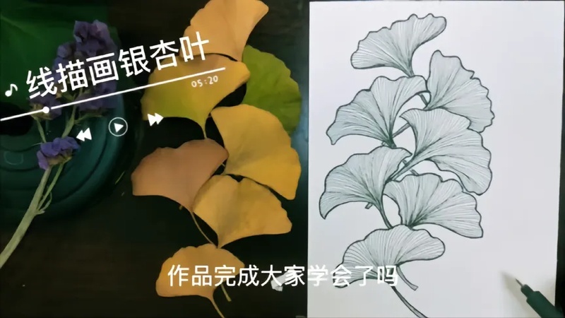 用简单的方法画,线描画银杏叶,适合小白