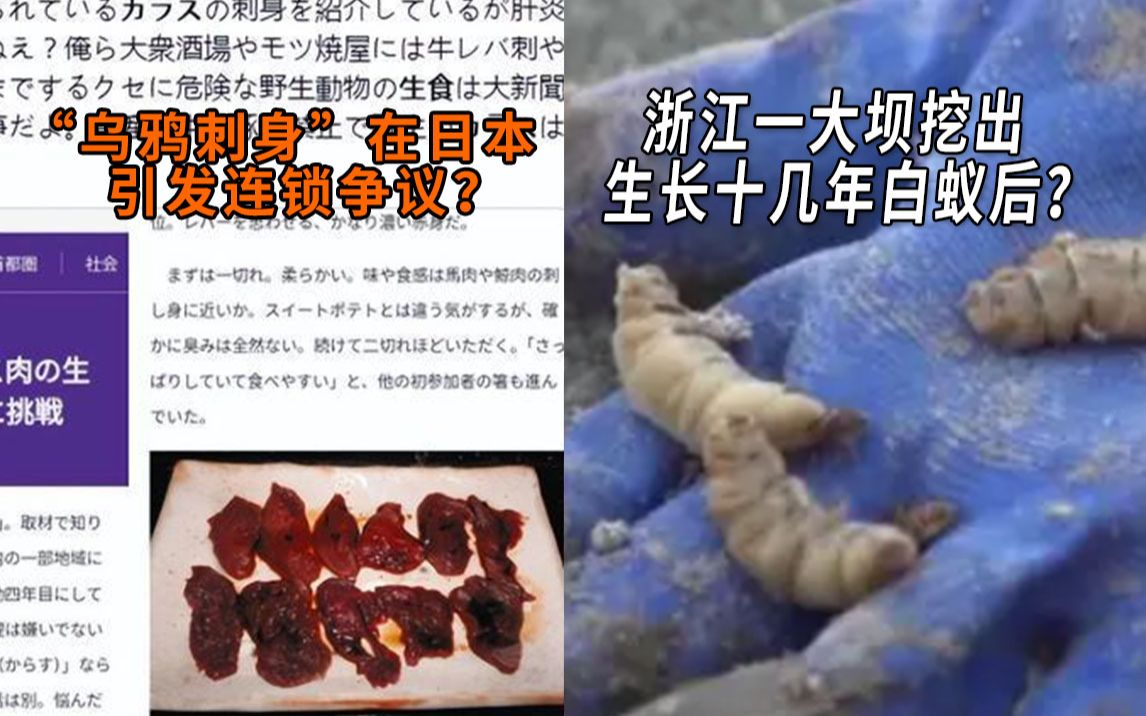 “乌鸦刺身”在日本引发争议?浙江一大坝挖出生长十几年白蚁后?