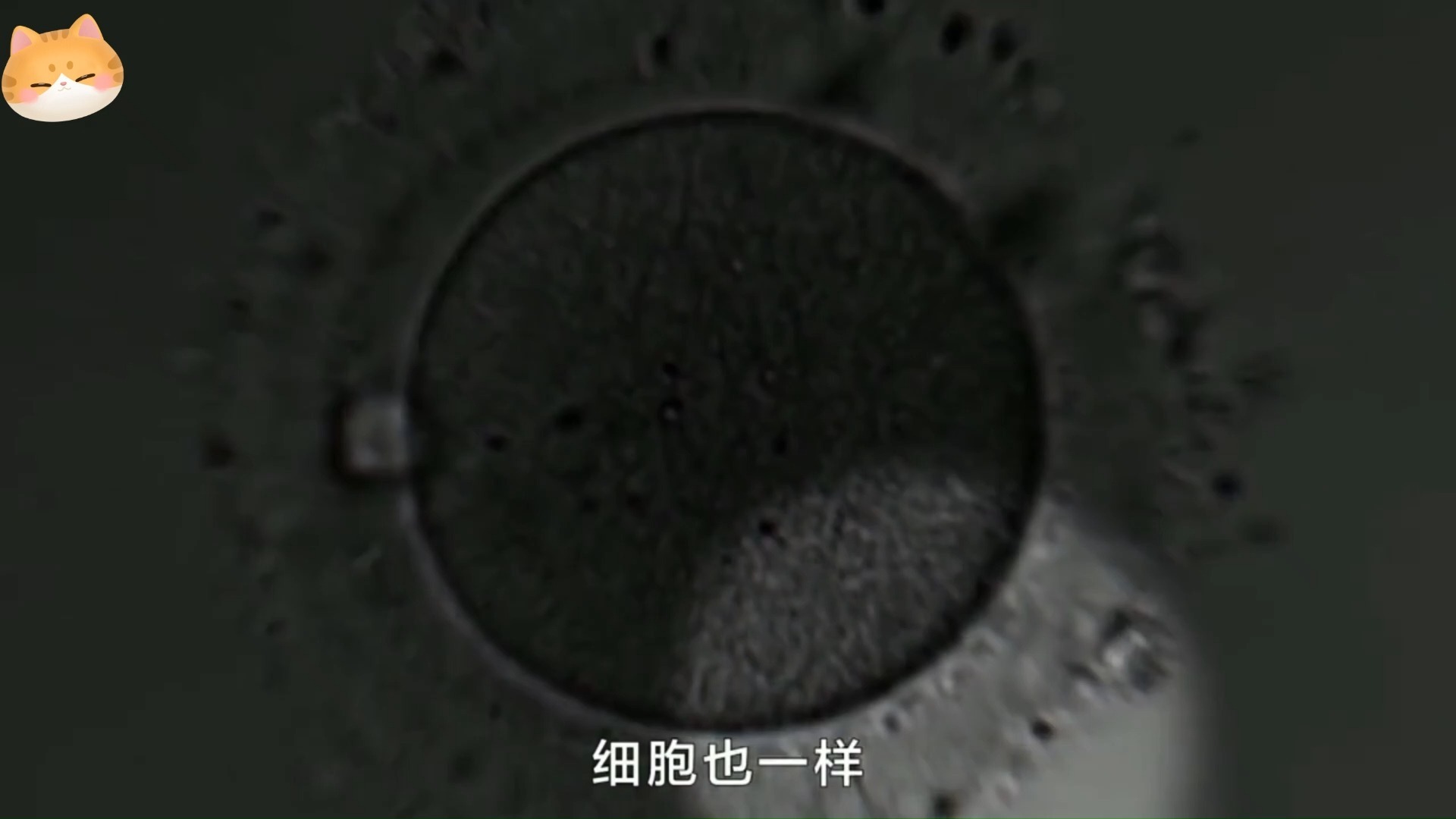 【必修1】第6章首页 细胞的生命历程 增殖分裂分化衰老死亡