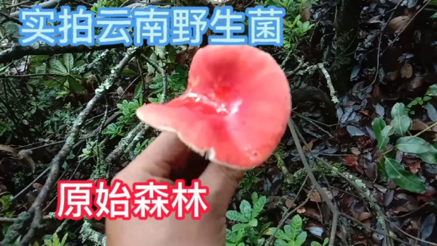 实拍云南的原始森林里面捡野生菌,森林里阴暗潮湿,让人毛骨悚然