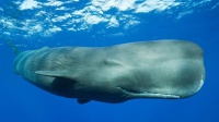 抹香鲸:世界上最大的鲸鱼之一