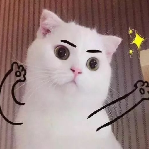 星陈starc 