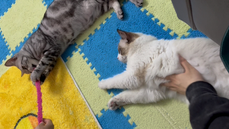 【日常】我的生活不能没有游戏和猫猫!