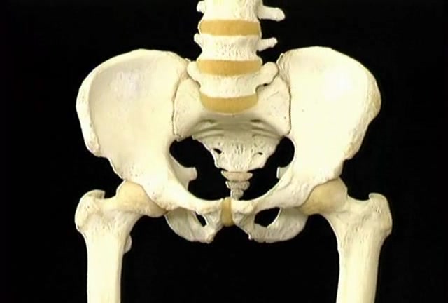 《艾氏人体解剖》完整版(大体老师实录)