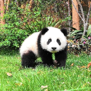 斜照寒窗 