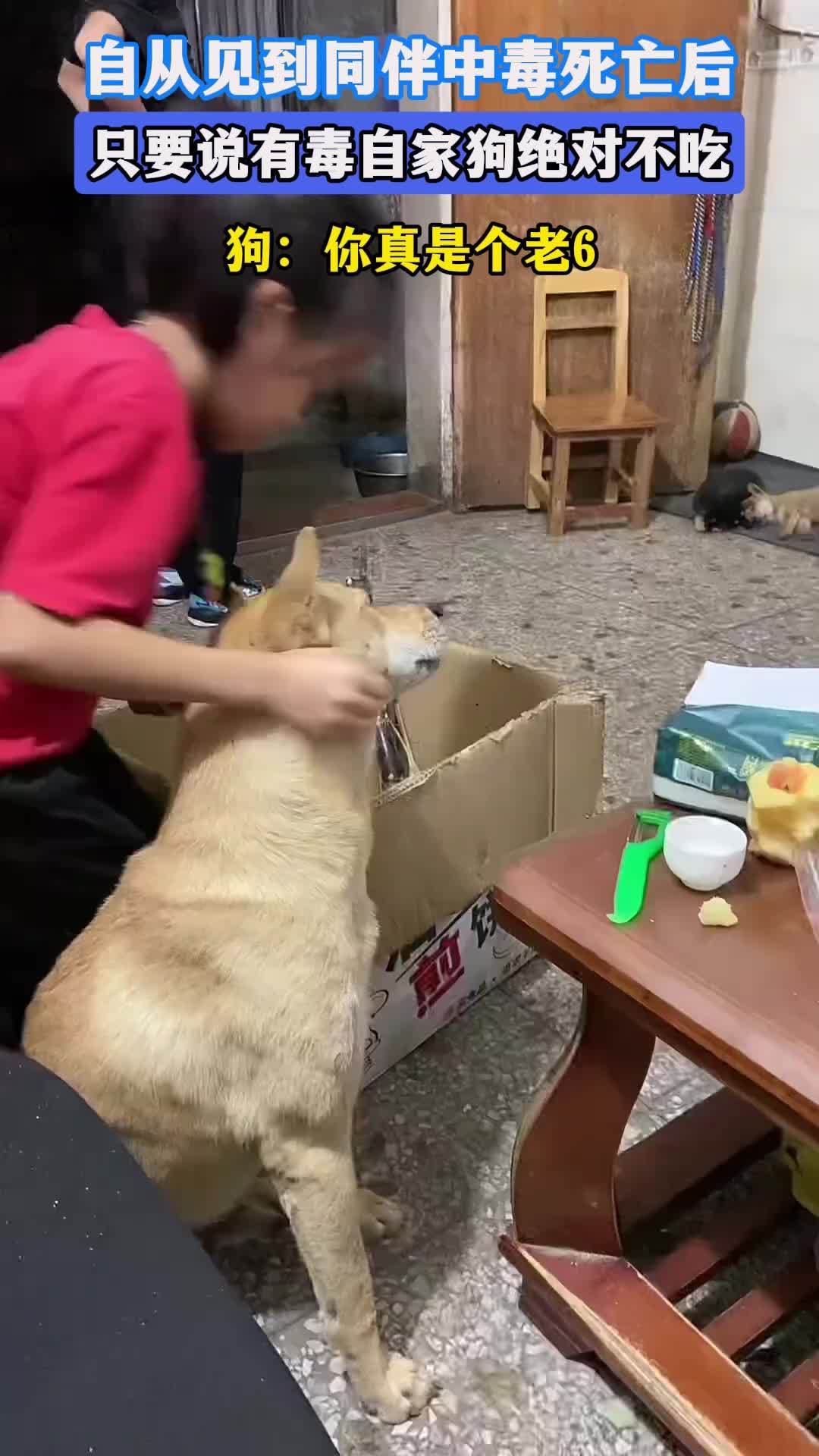 自从见到同伴中毒死亡后,只要说有毒自家狗绝对不吃