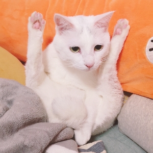 兔佐左左左左左owo 