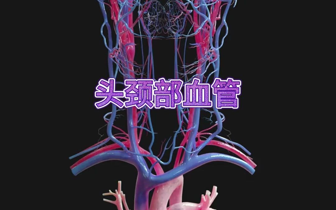 超震撼!头颈部血管3D影像