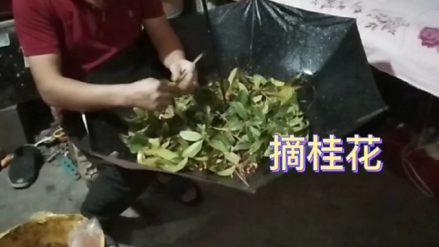 朋友们有没有闻到花香,桂花的用途很多你们知道的在下方评论留言