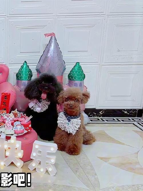 胖胖四周岁啦,亲手做一个宠物蛋糕,解锁新技能,姐妹们安排起来