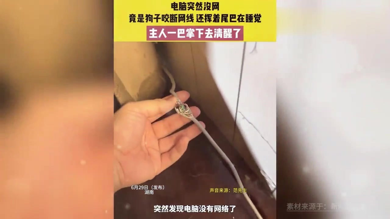 电脑突然没网,竟是狗子咬断网线还挥着尾巴在睡觉
