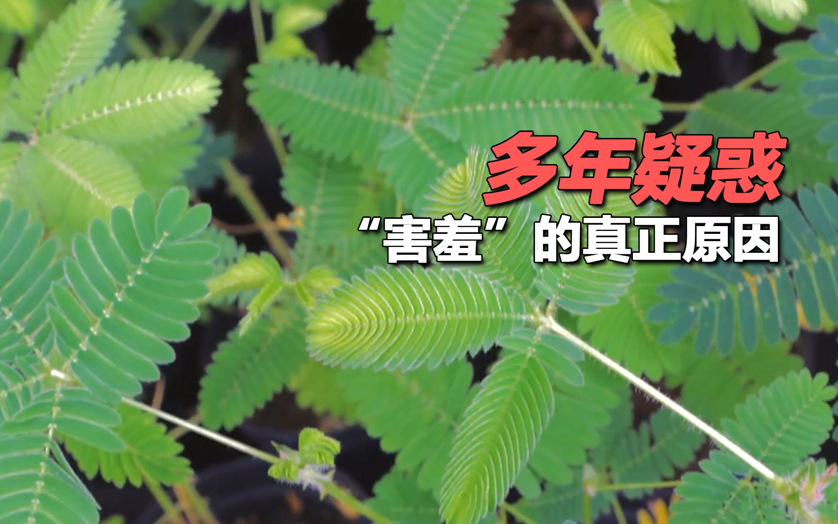 含羞草真的很害羞吗?