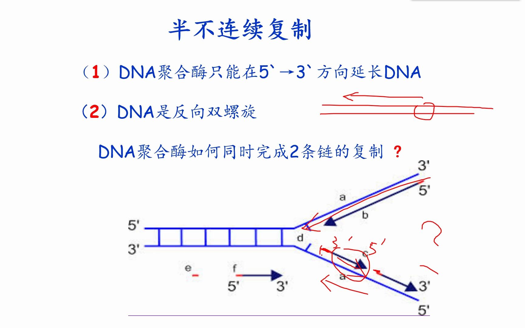 DNA复制时DNA聚合酶的行动轨迹?居然有不同模型?(弱智向,不建议...