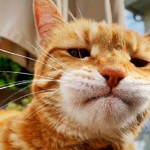 蹲蹲鼠 
