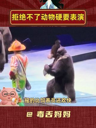 熊:不白来嗷,都不白来 #马戏团 #熊 #动物表演