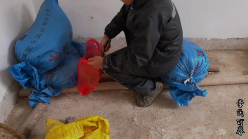 广西农村稻谷育苗,你们都是怎么做的?今年春季打算也种一些水稻