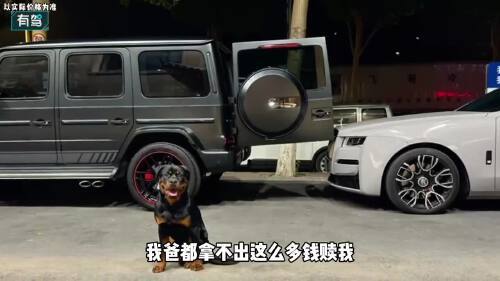 沈阳全城寻狗!30万悬赏引爆网络,狗主人急疯了