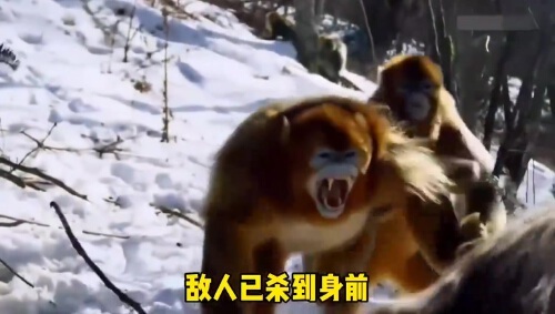 从无聊到惊喜,他的视频是如何改变了我的生活的?