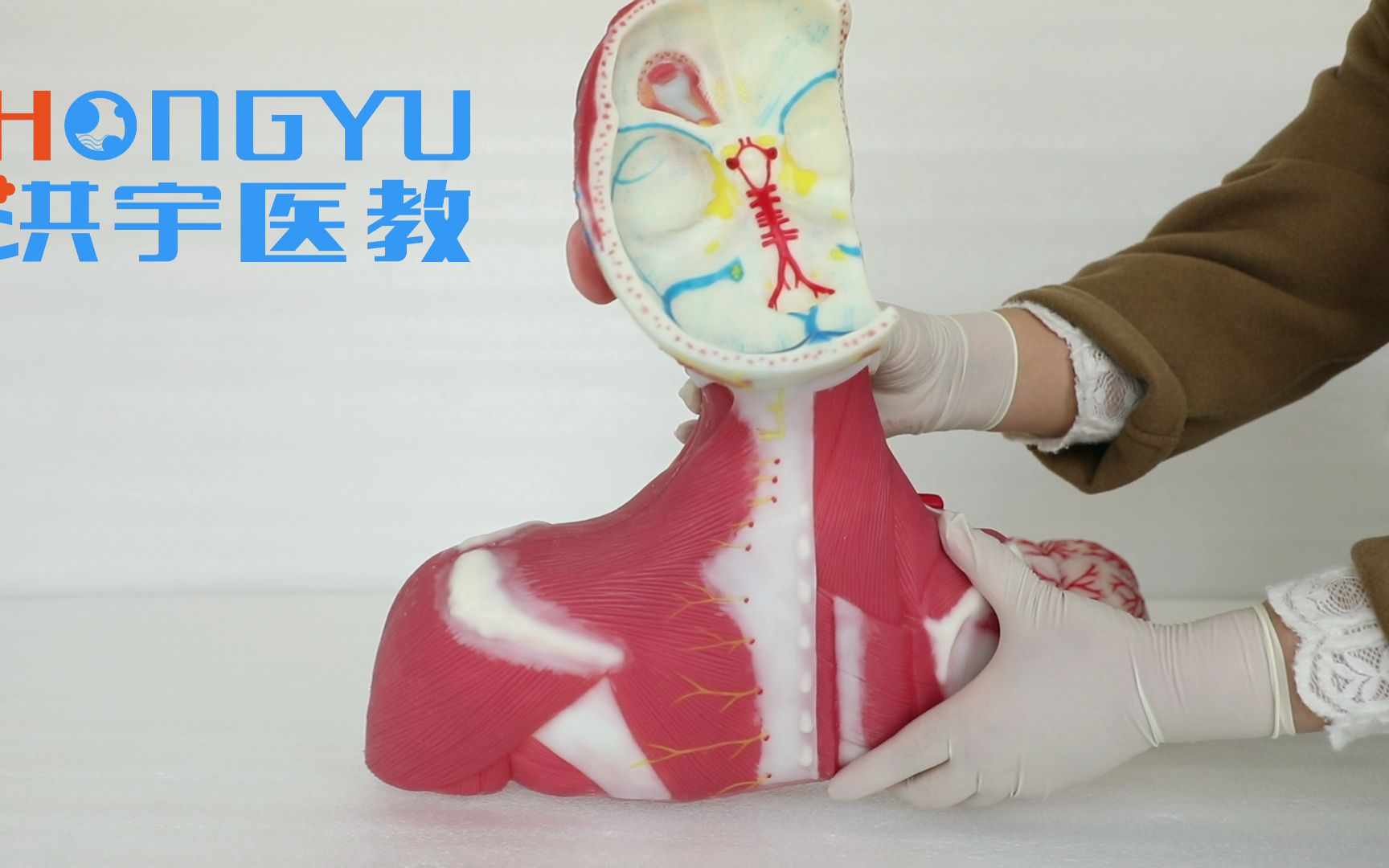 人体医学软硅胶上腔静脉回流模型,医学软硅胶模型厂家