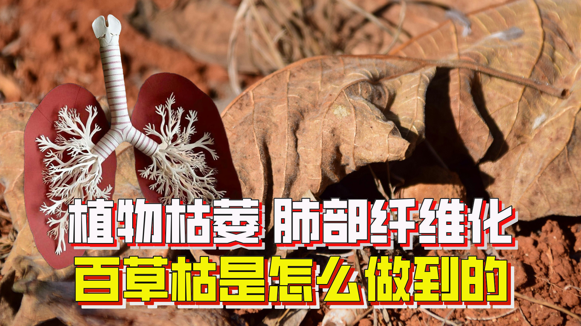 百草枯的作用原理是什么?它为何能让植物枯萎,让肺部纤维化?