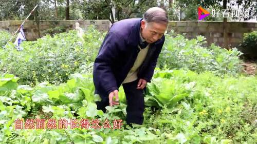 今天听大爷给我们讲述了萝卜的特殊功效,原来萝卜还有这么多学问