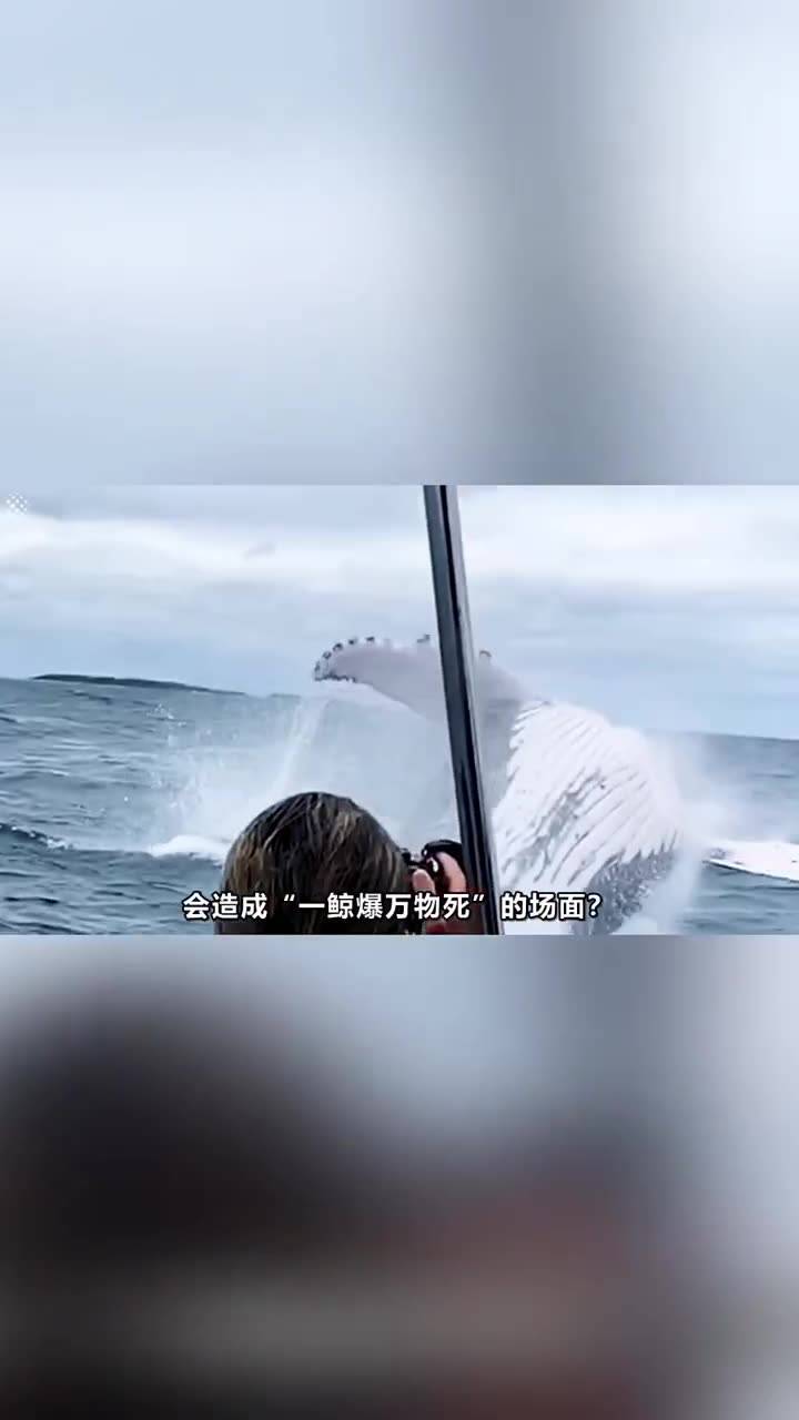 海洋最震撼灾难:鲸爆奇观,揭秘其惊人破坏力