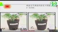 实验：二氧化碳是光合作用的原料