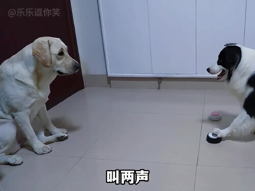 “众所周知,狗是狗,边牧是边牧”边牧 狗狗 狗子成精了 识货种草官