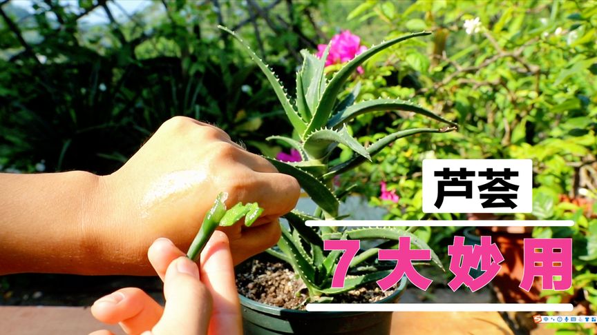 家里养盆芦荟,了解一下它的7大“作用”,堪称家庭小医生