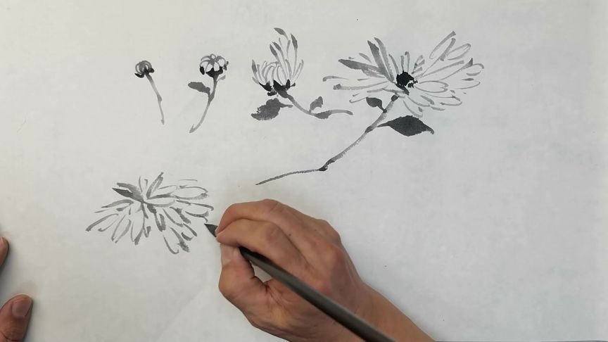 写意菊花3花头形态#国画 #国画教程