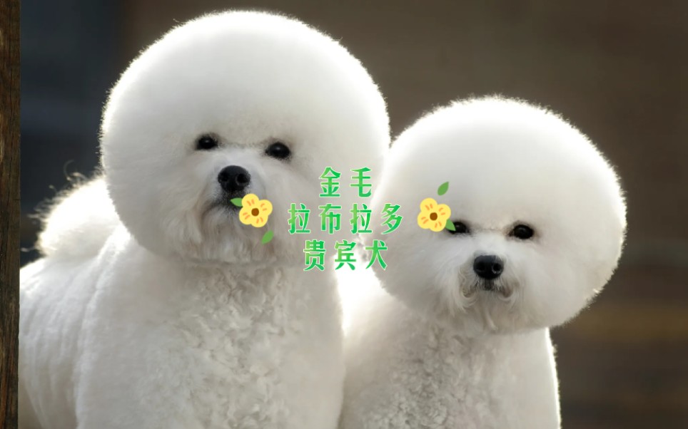 十大最适合家庭养的宠物狗之金毛、拉布拉多、贵宾犬