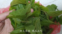 清炒桑叶好吃有营养 采摘嫩桑叶炒一盘清香野菜 上桌一抢而空