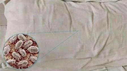 枕头上滋生螨虫成千上万?教你这个方法,彻底杀死螨虫,太管用了