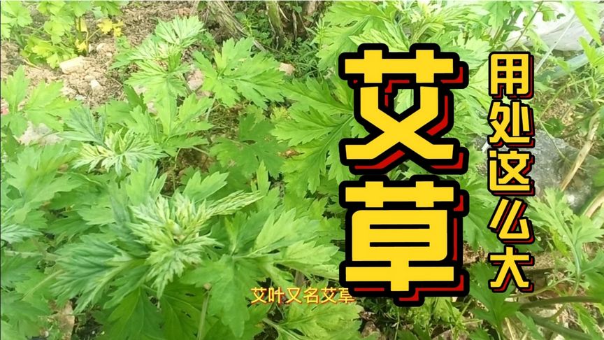 农村常见的艾草,不仅能泡脚,还有这么多作用,值得收藏
