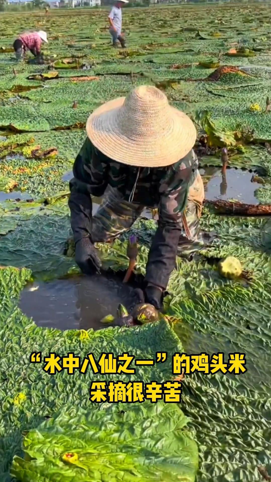"水中八仙之一"的鸡头米,采摘很辛苦