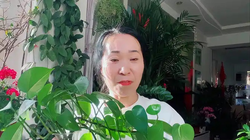 绿萝的生长过程?