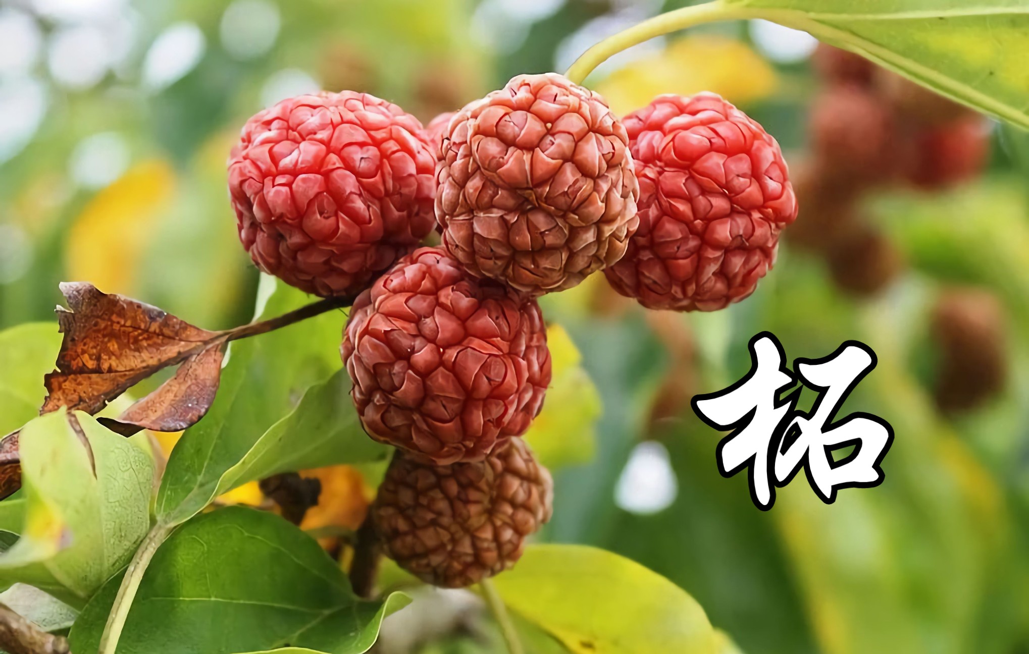 古老名贵的中国柘树,曾被日军疯狂砍伐,儿时的甜蜜回忆柘果
