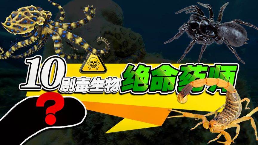 全球剧毒生物,排名前10的世界毒王,第9名一口能杀死一头非洲象